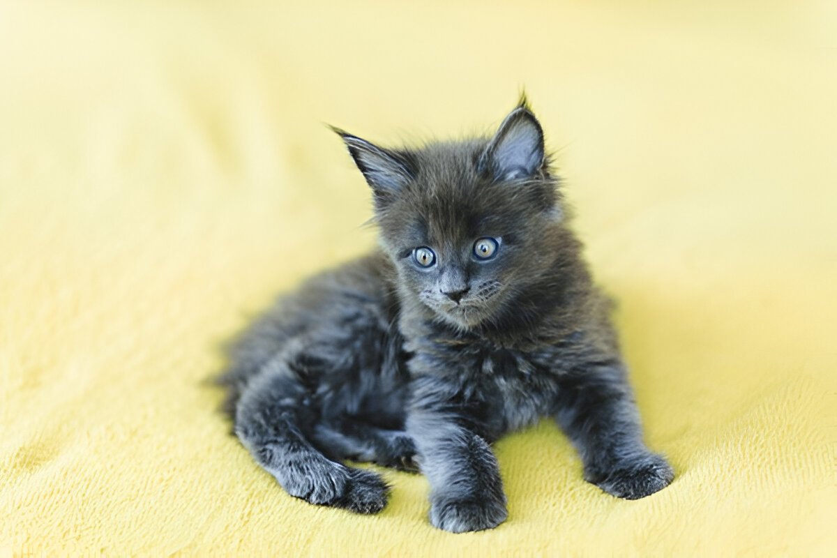 The Blue Tortie Maine Coon: A Living Garden Fairy