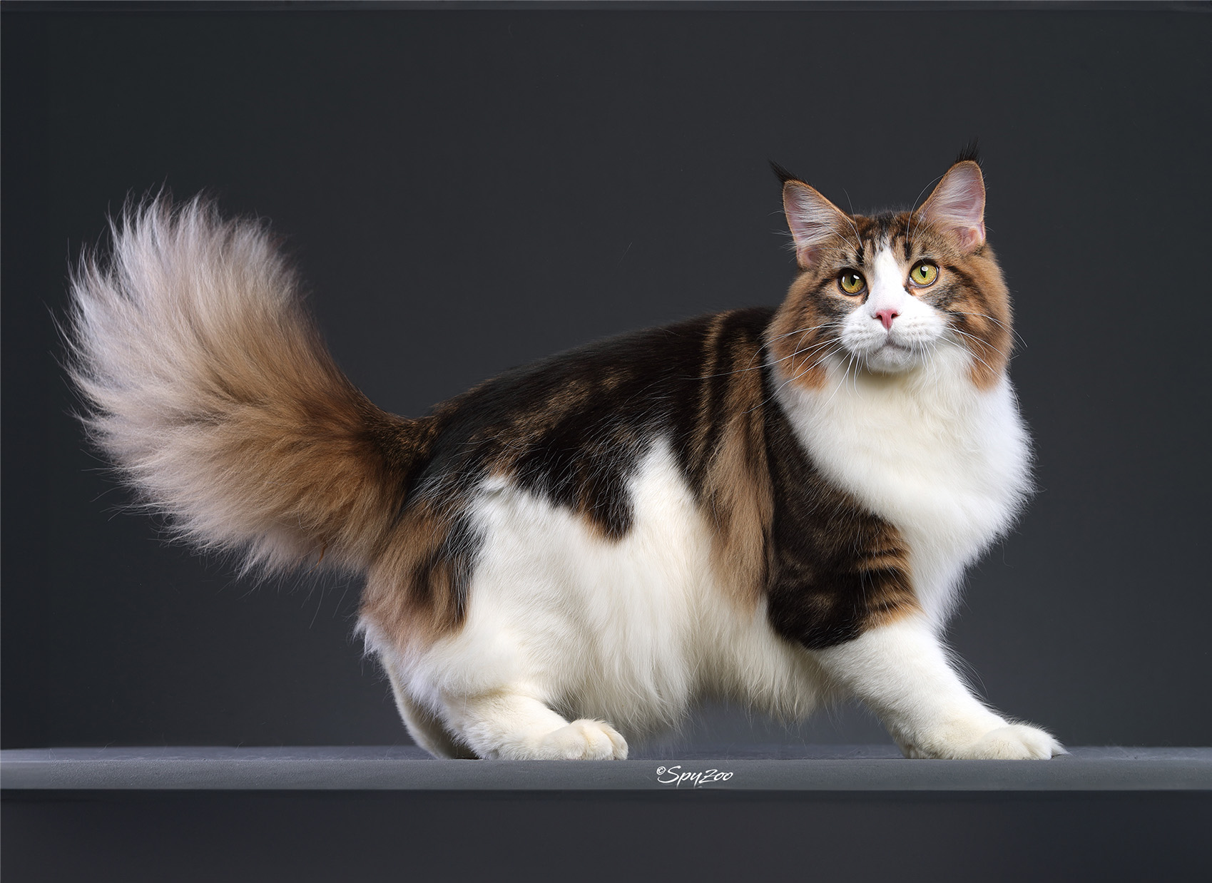 Maine Coon Size Chart: Growth Stages Compared to Other Cats!